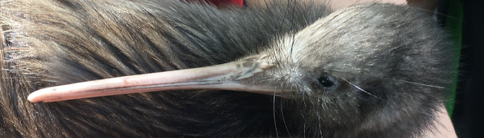 THE BEST PLACES TO SEE KIWI BIRDS IN AOTEAROA NEW ZEALAND